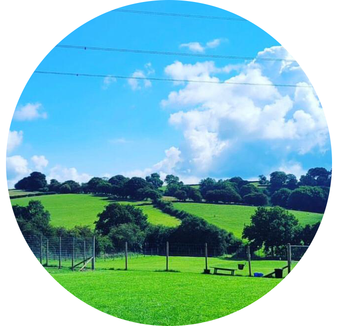 Doggy Cool Daycare and Boarding – A place for safe, off lead supervised ...