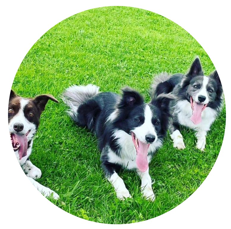 Doggy Cool Daycare and Boarding – A place for safe, off lead supervised ...