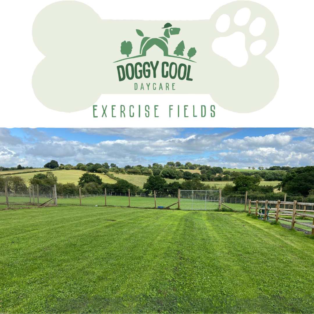 Doggy Cool Daycare and Boarding – A place for safe, off lead supervised ...