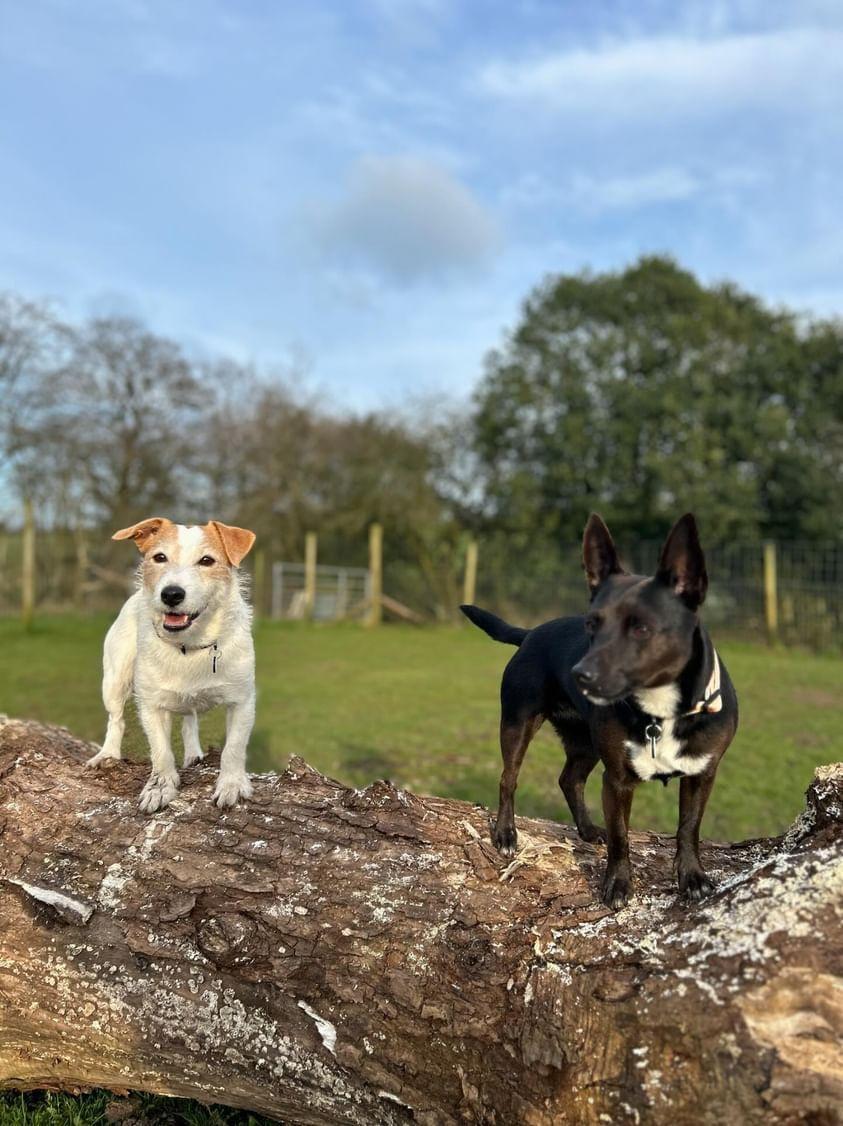 Doggy Daycare & Dog Boarding Stoke-on-Trent - Doggy Cool