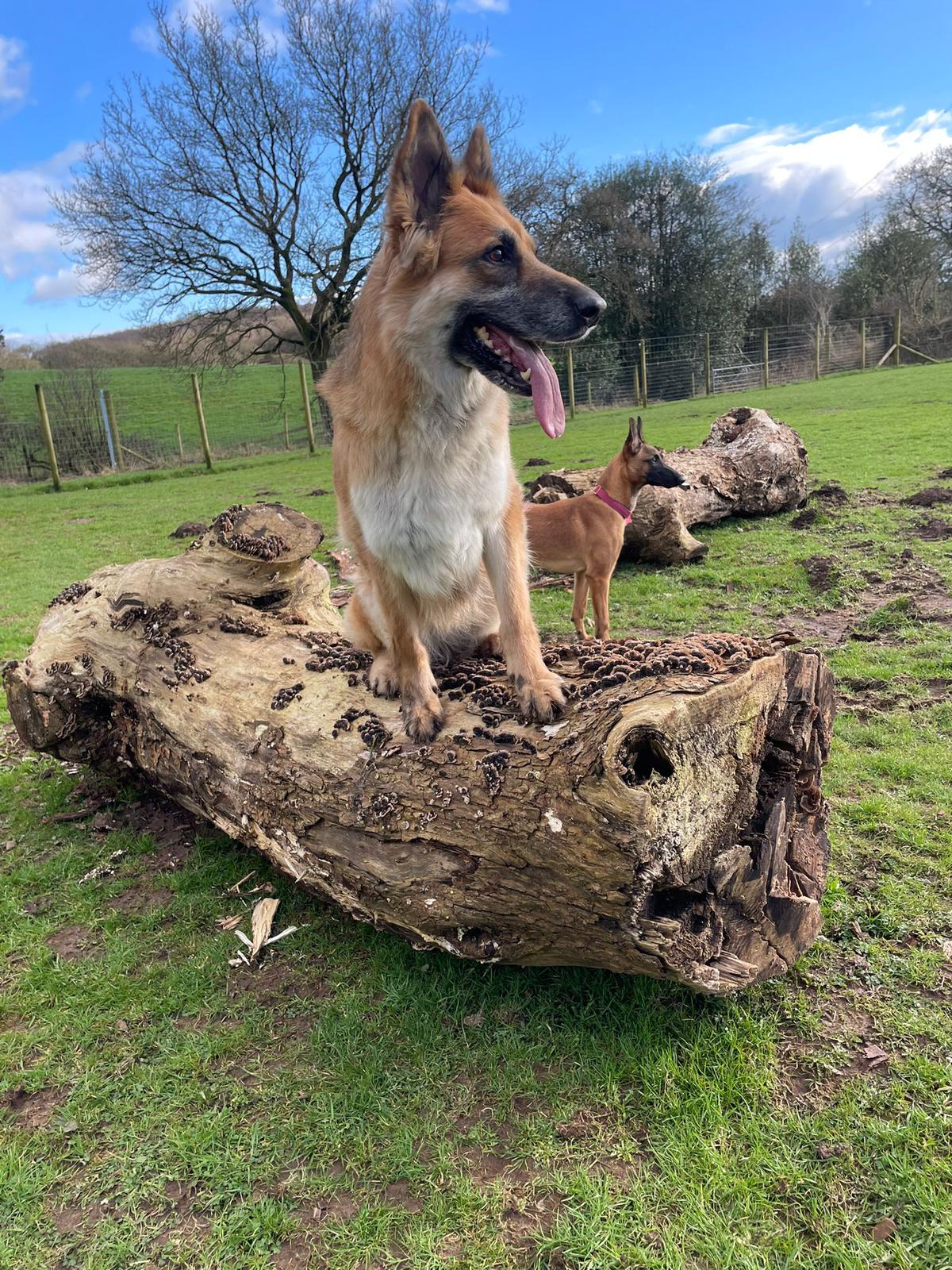 Doggy Daycare & Dog Boarding Stoke-on-Trent - Doggy Cool