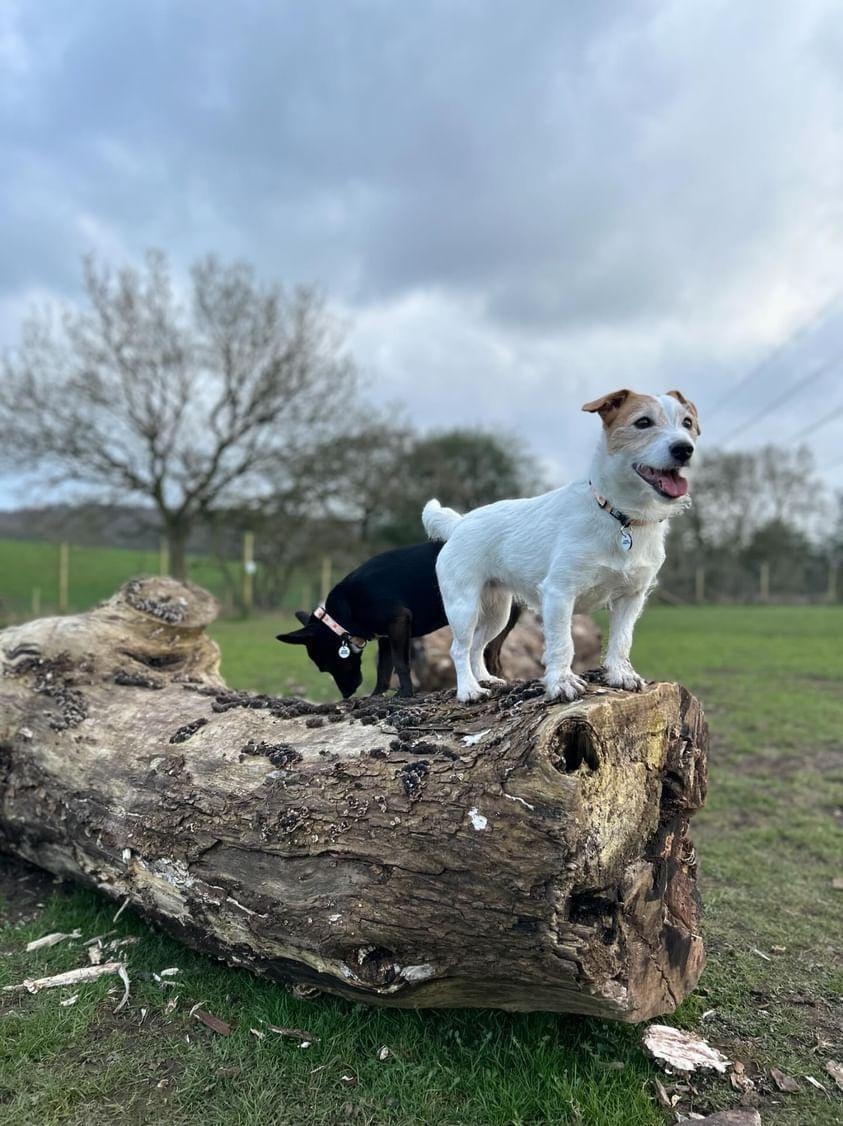 Doggy Daycare & Dog Boarding Stoke-on-Trent - Doggy Cool