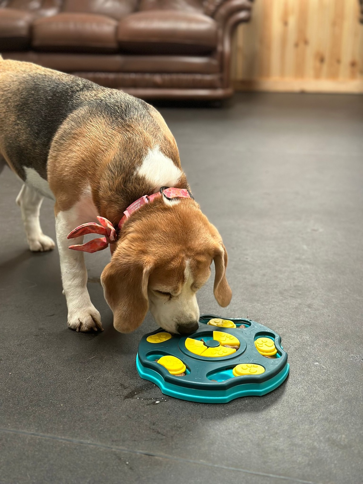 Doggy Daycare & Dog Boarding Stoke-on-Trent - Doggy Cool