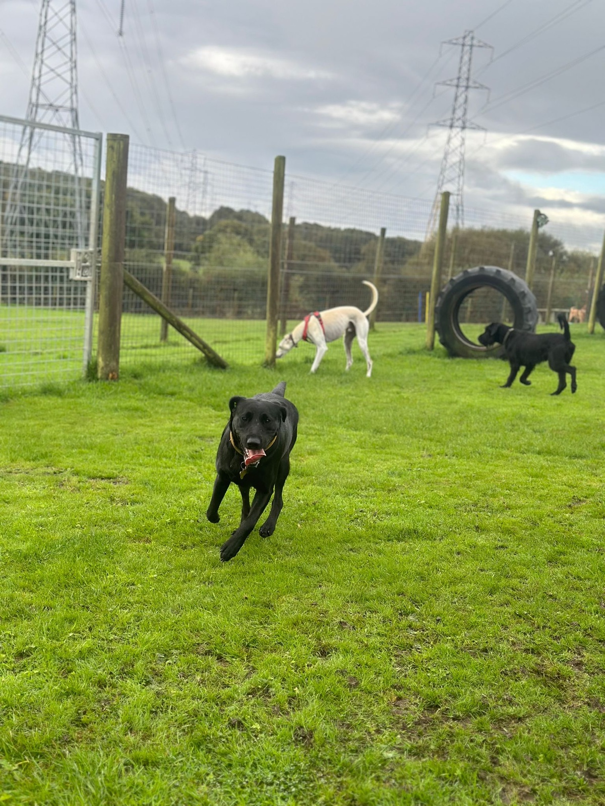 Doggy Daycare & Dog Boarding Stoke-on-Trent - Doggy Cool
