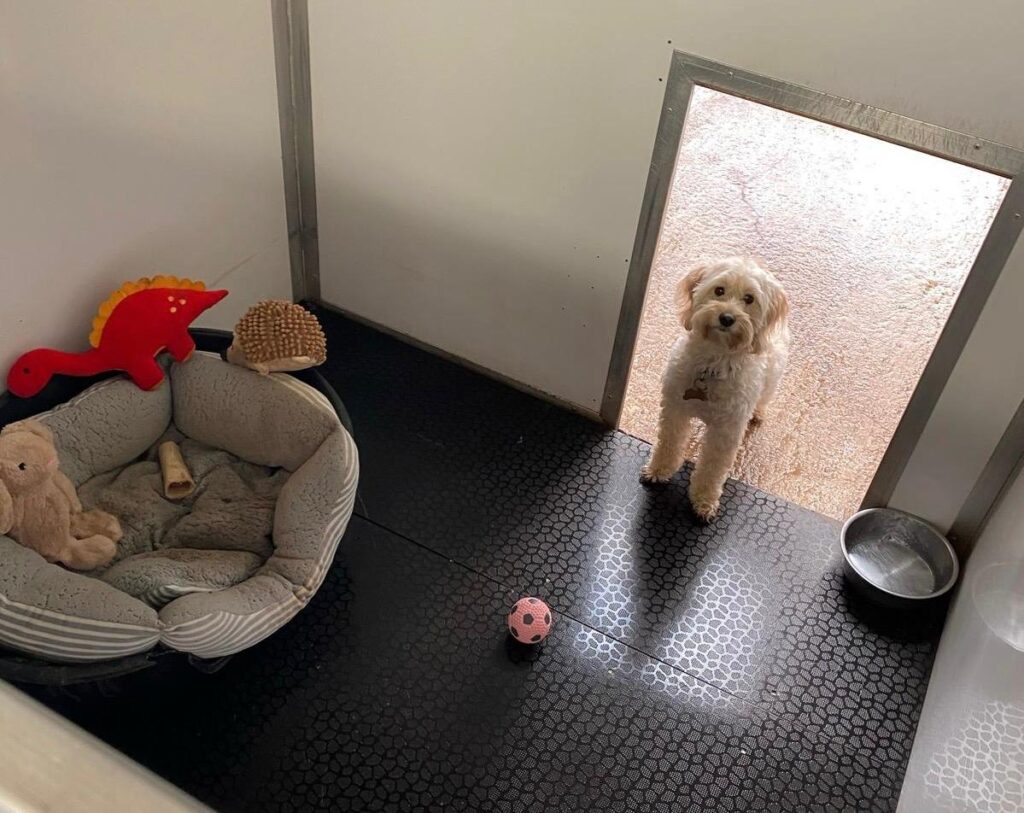 Doggy Daycare & Dog Boarding Stoke-on-Trent - Doggy Cool