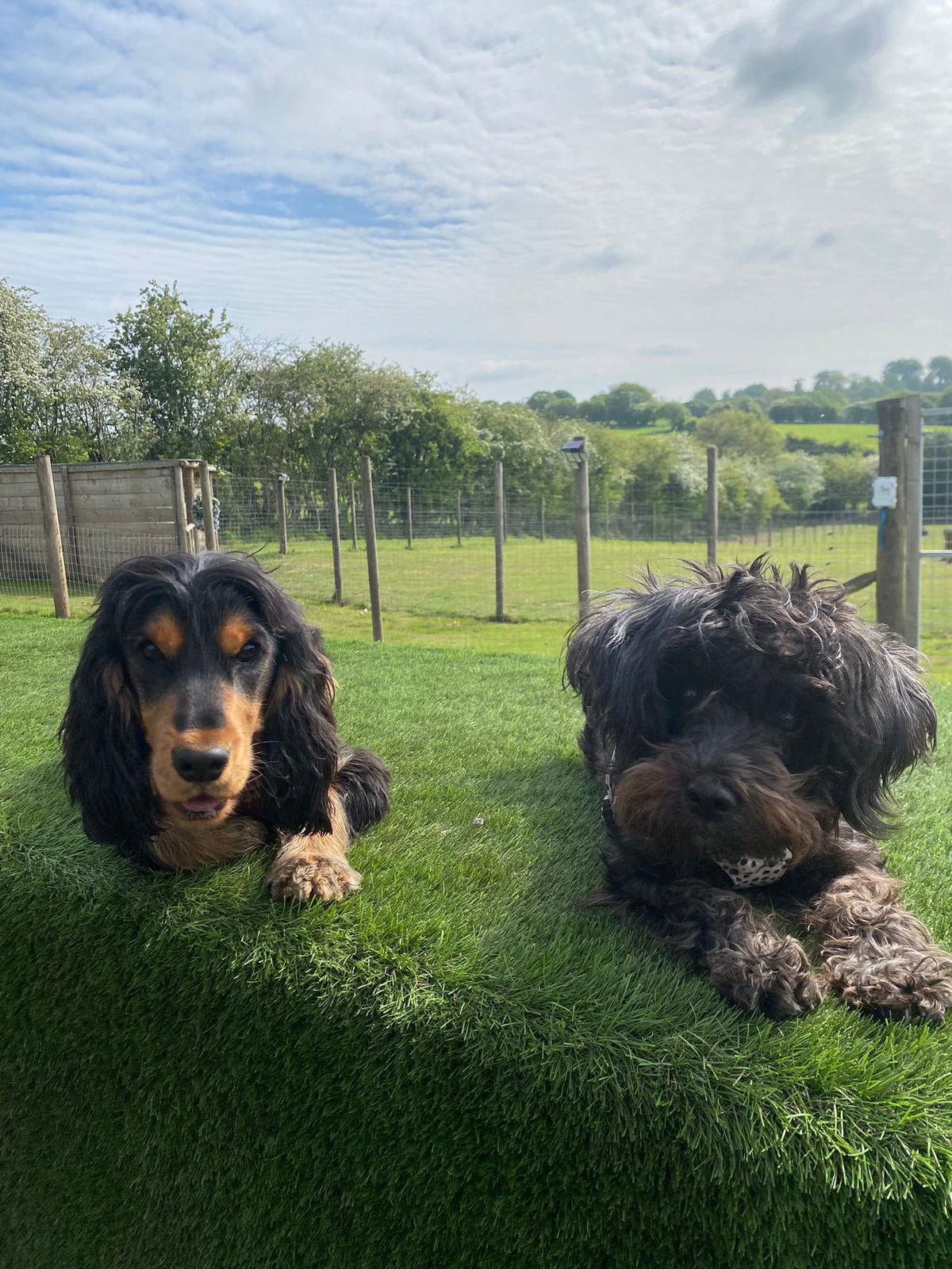 Doggy Daycare & Dog Boarding Stoke-on-Trent - Doggy Cool