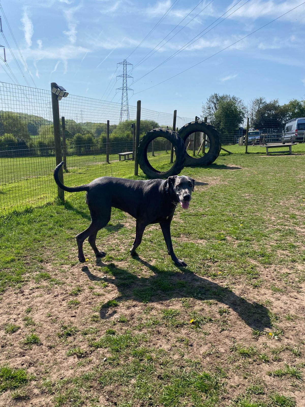Doggy Daycare & Dog Boarding Stoke-on-Trent - Doggy Cool